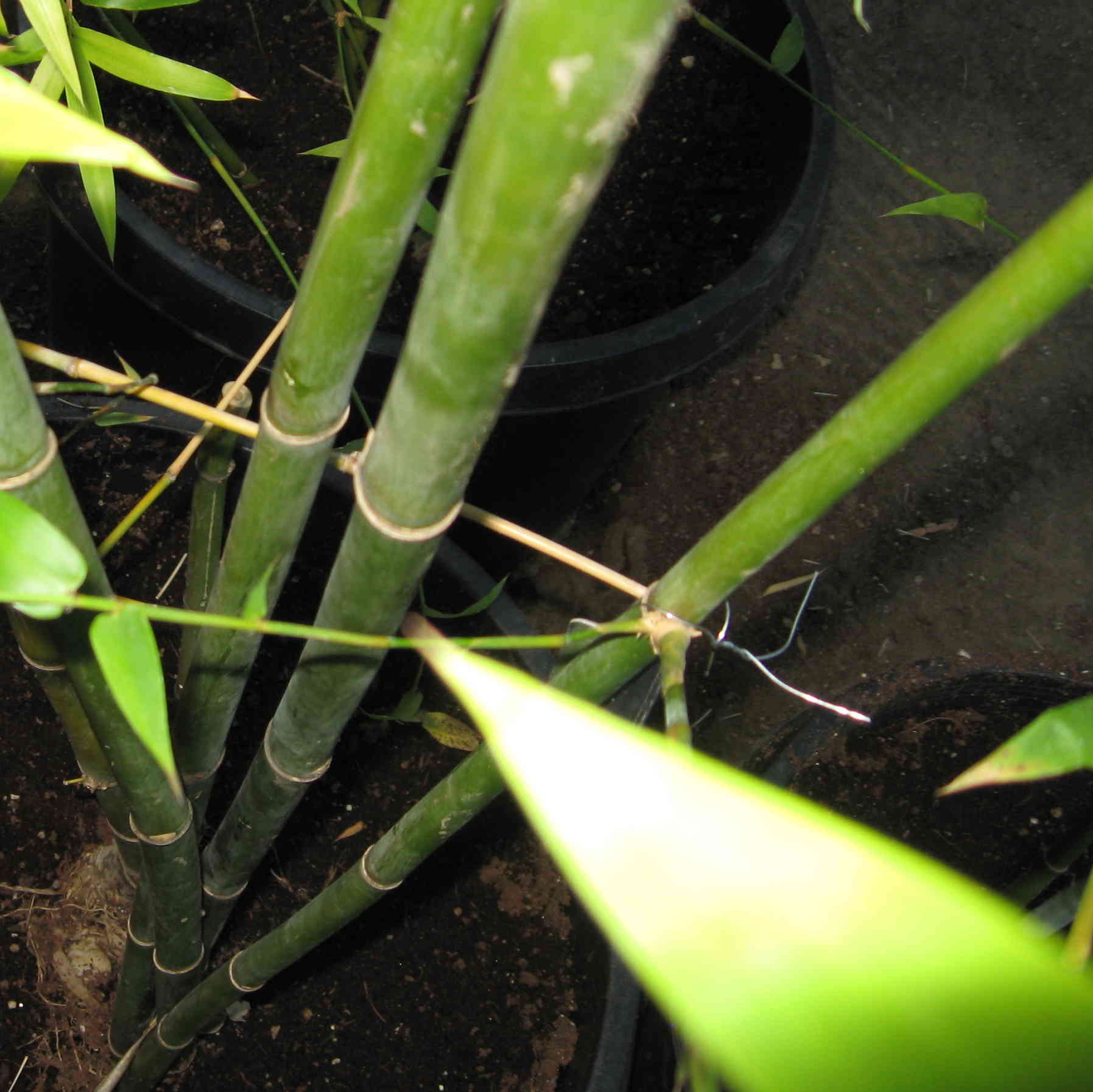 Davis Bamboo Species List