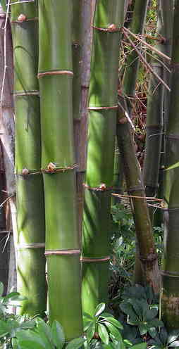 Davis Bamboo Species List