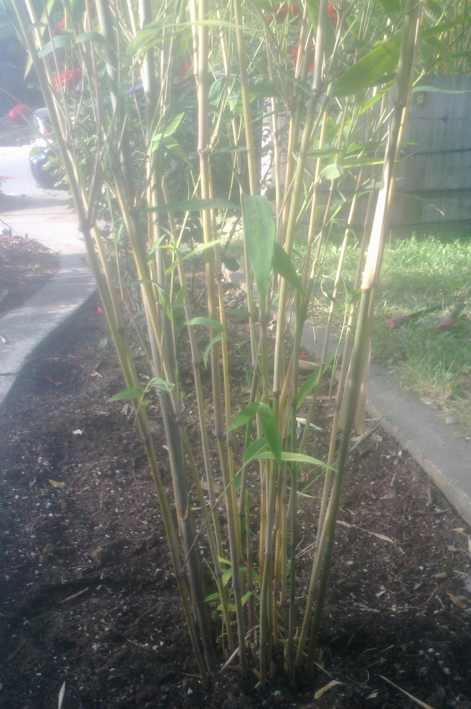 Davis Bamboo Species List