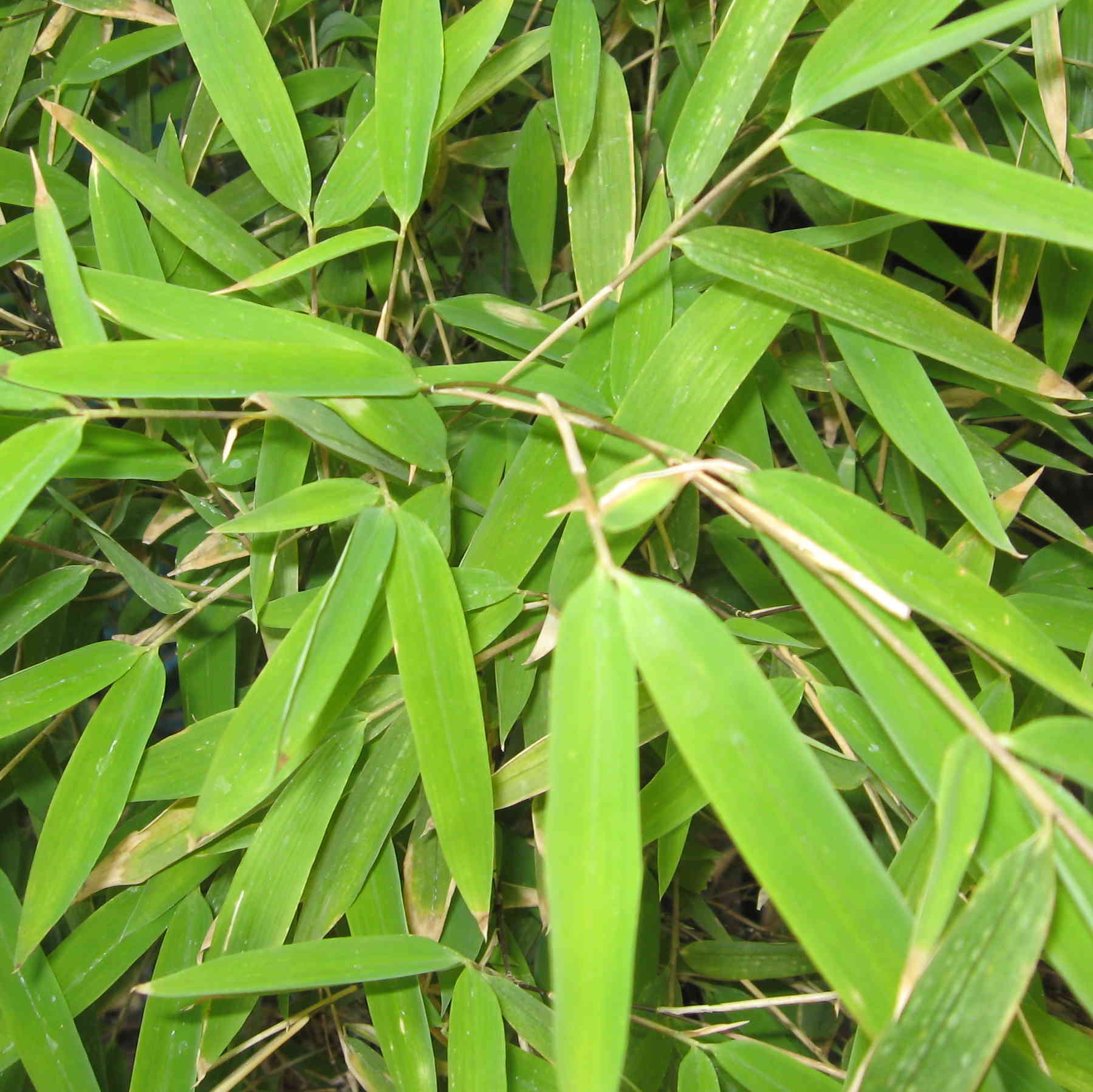 Davis Bamboo Species List
