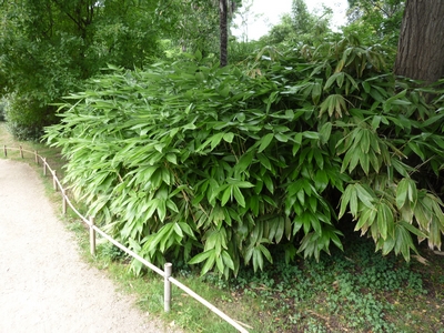 Davis Bamboo Species List